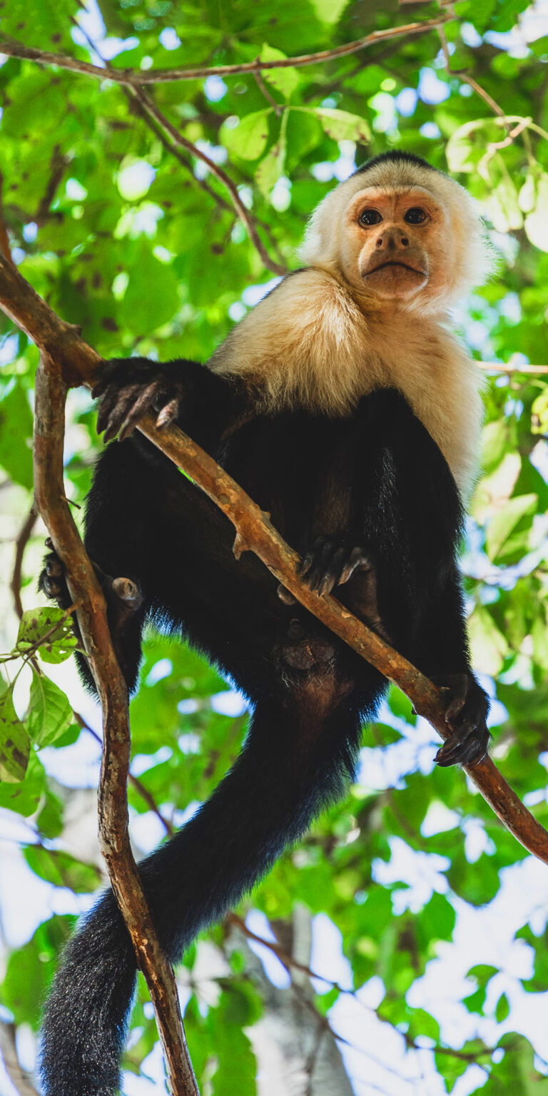 Monkey Wallpaper - iXpap