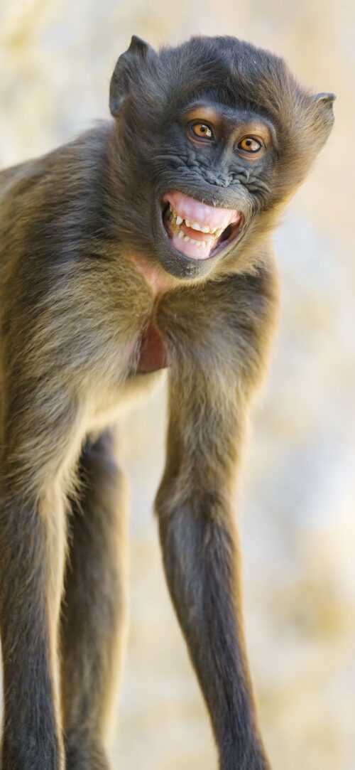 Monkey Wallpapers - iXpap