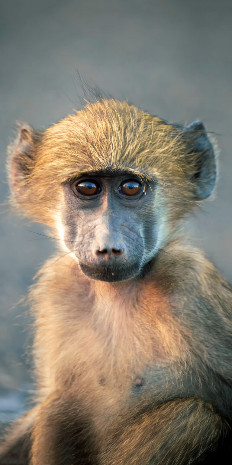 Monkey Wallpaper - iXpap