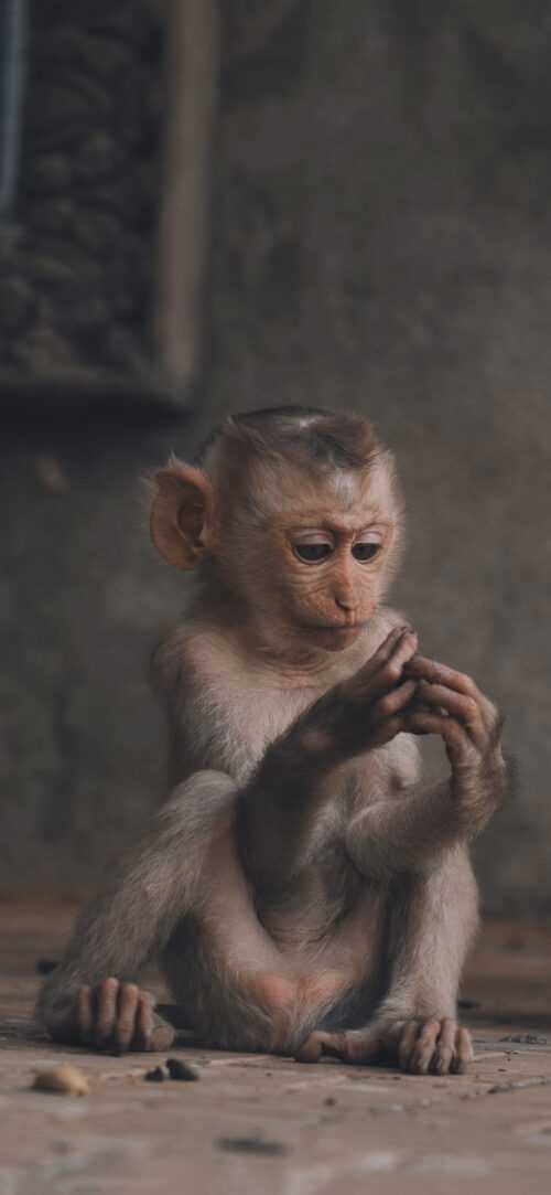 Monkey Wallpaper - iXpap