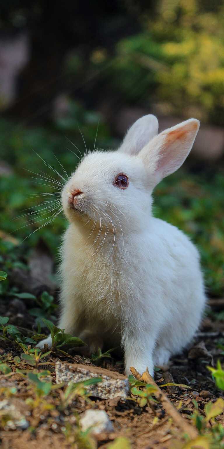 Rabbit Wallpaper - iXpap