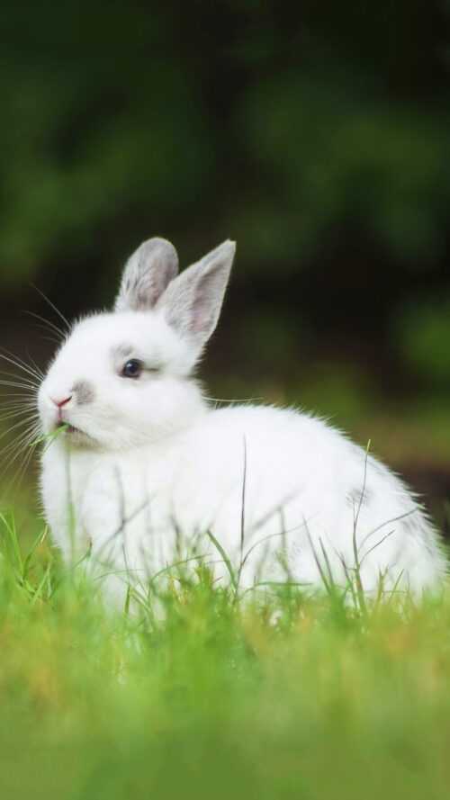 Rabbit Wallpaper - iXpap