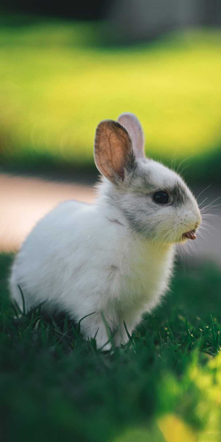 Rabbit Wallpaper - iXpap