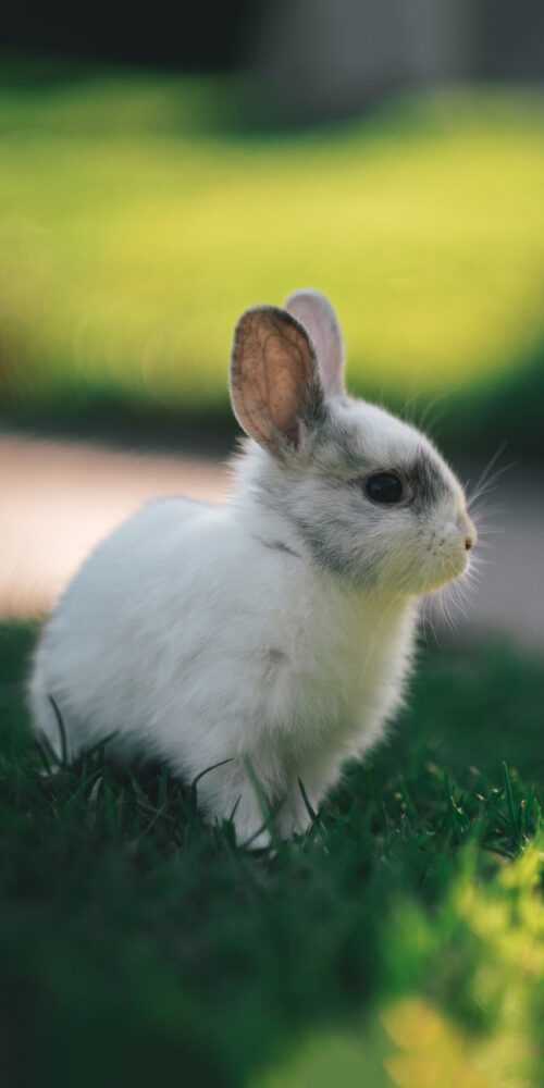 Rabbit Wallpaper - iXpap