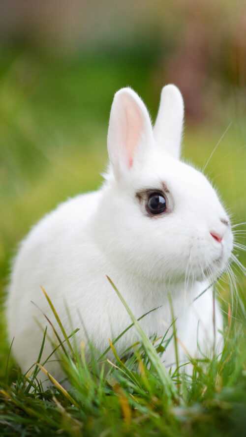 Rabbit Wallpaper - iXpap