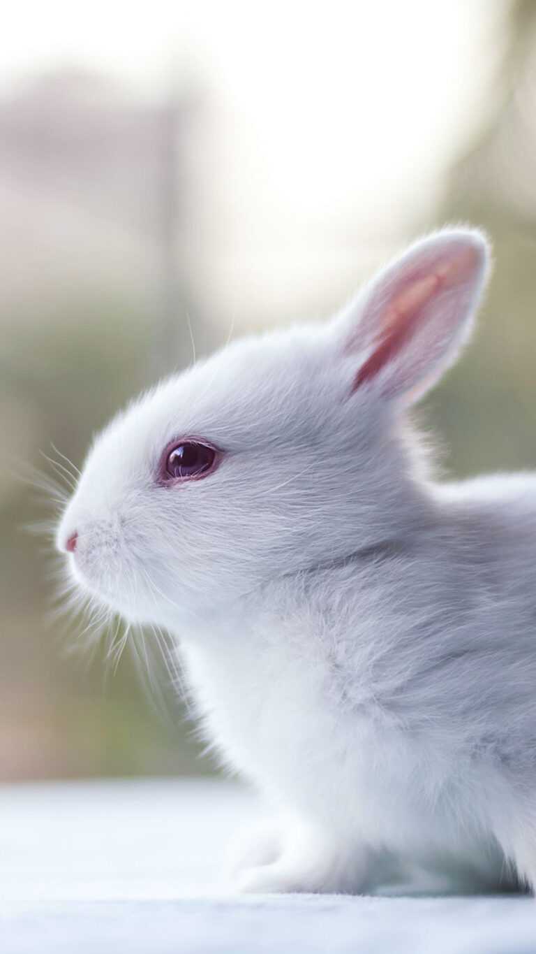 Rabbit Wallpaper - iXpap