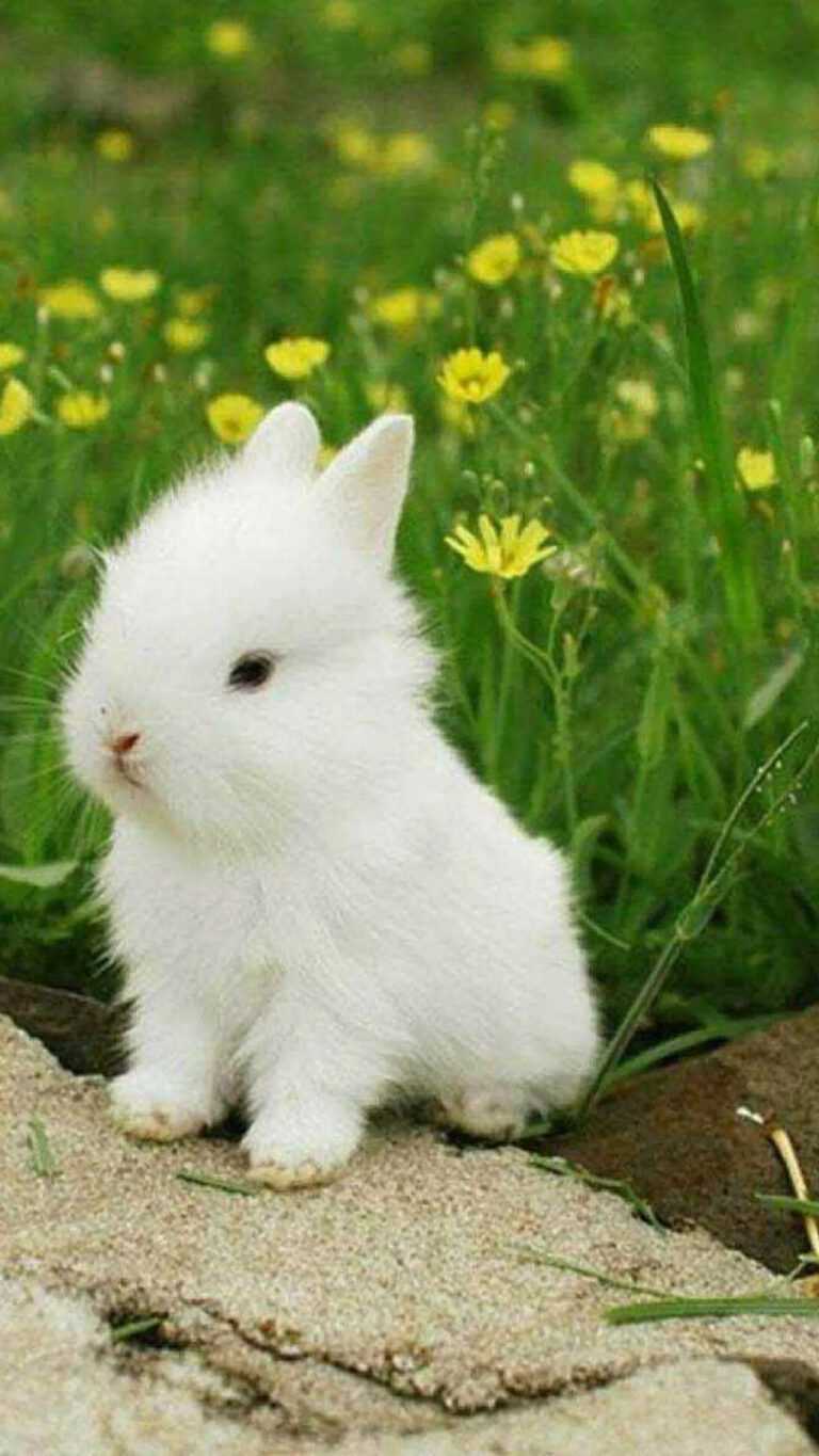 Rabbit Wallpaper - iXpap