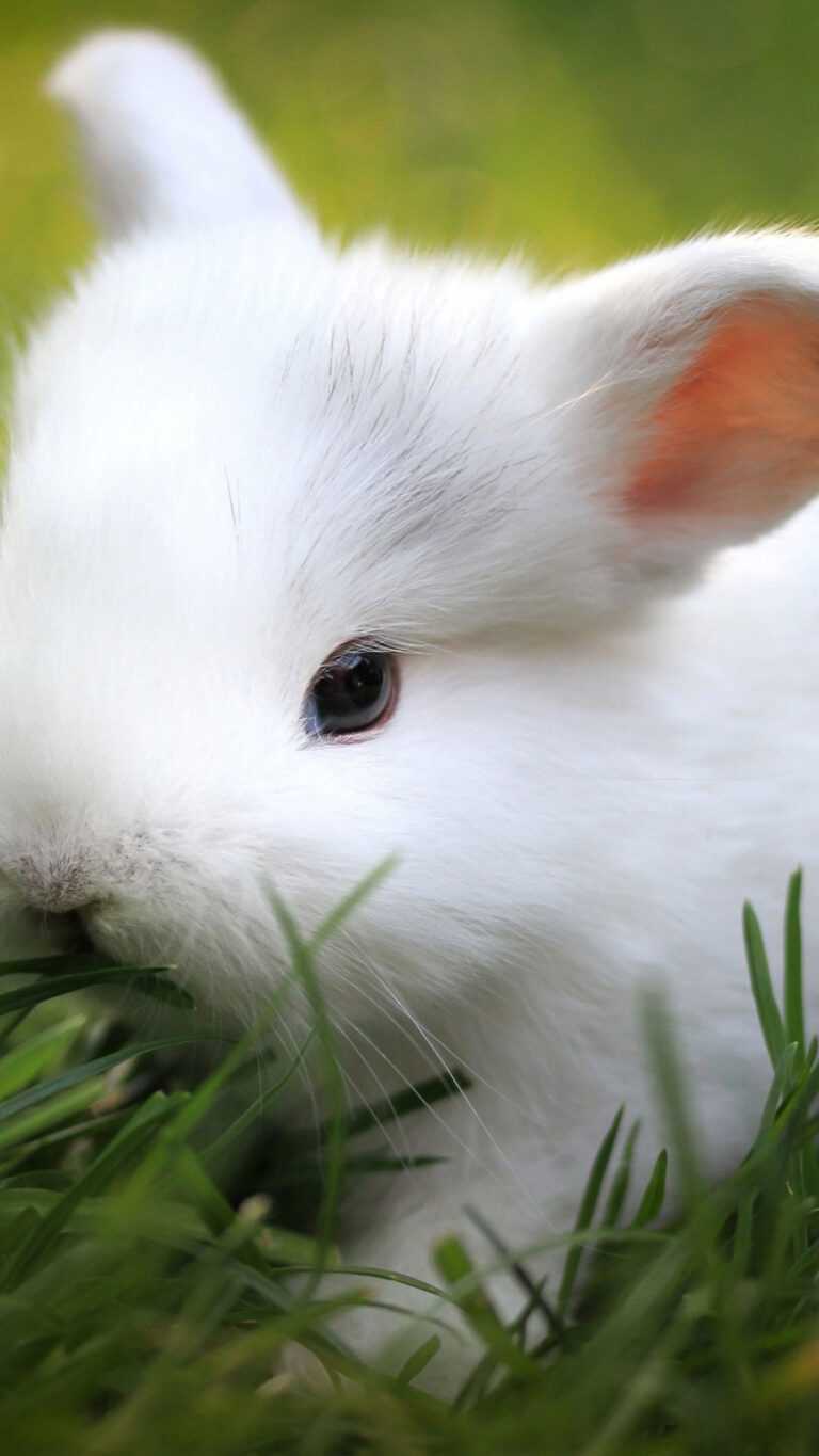 Rabbit Wallpaper - iXpap