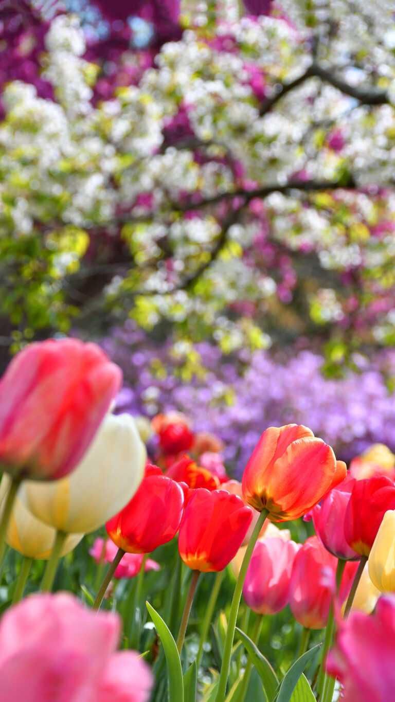 Spring Flowers Wallpaper - iXpap