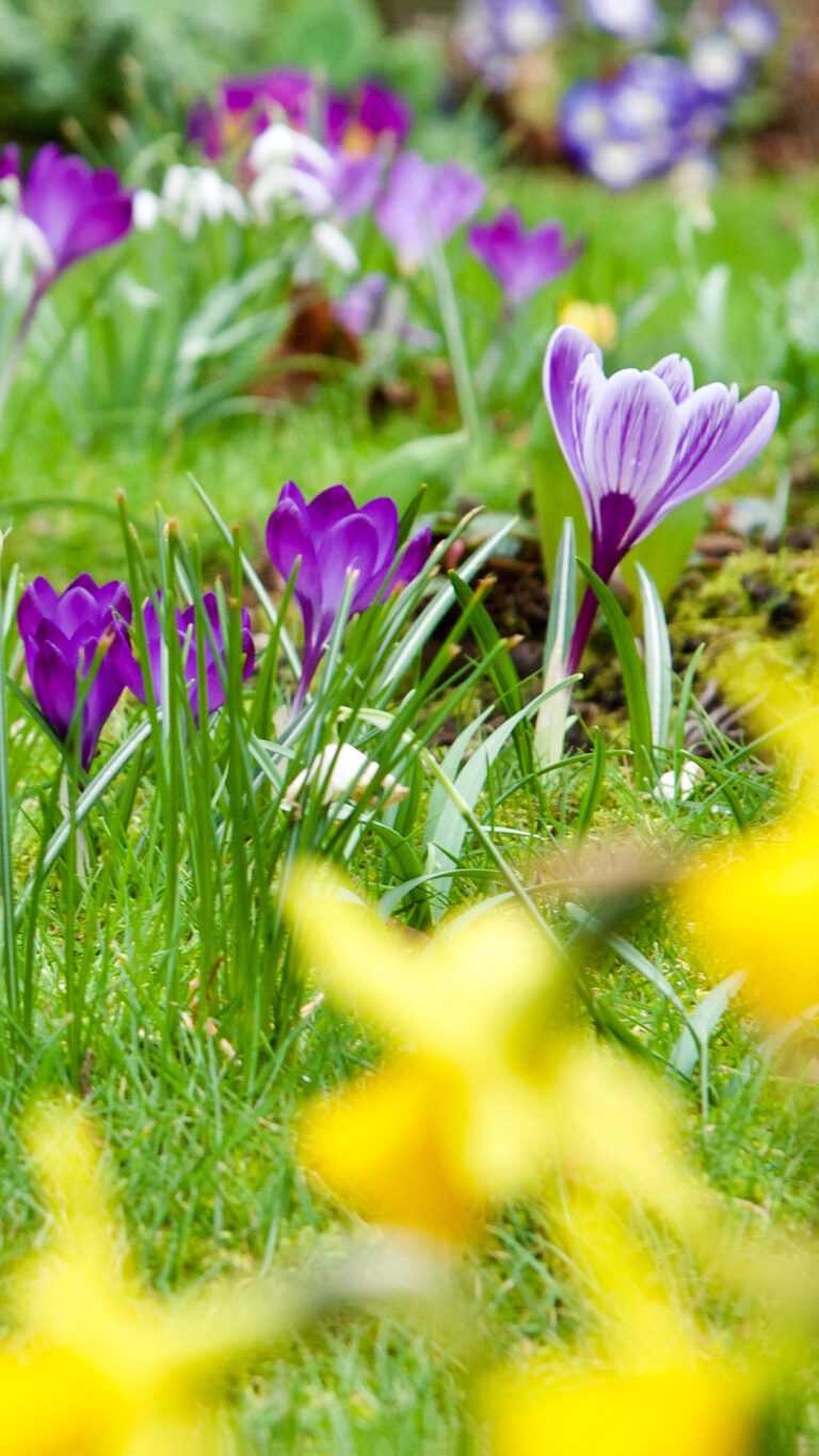 Spring Flowers Wallpaper - iXpap