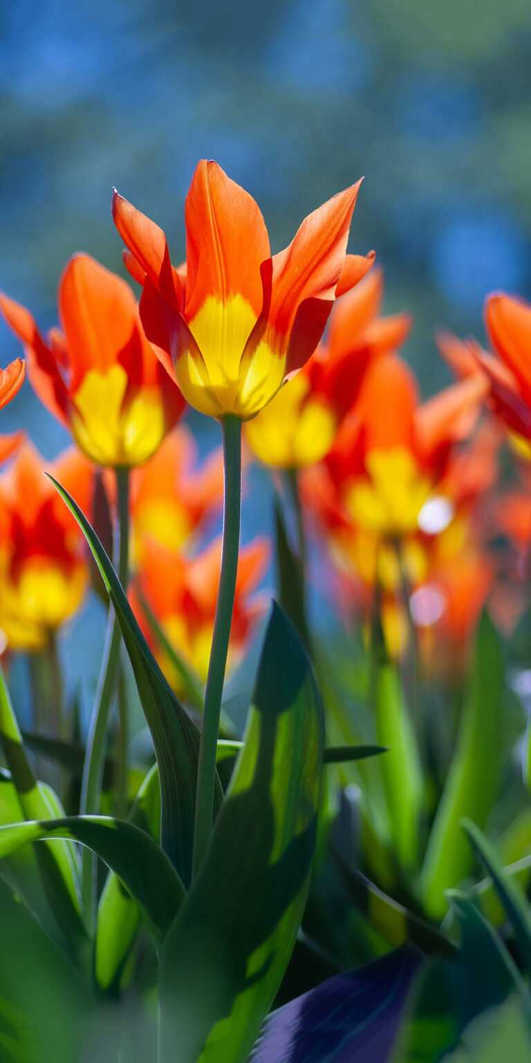Spring Flowers Wallpaper - iXpap