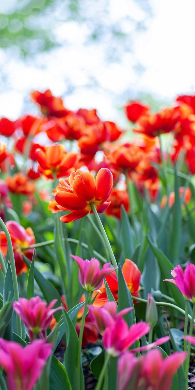 Spring Flowers Wallpaper - iXpap