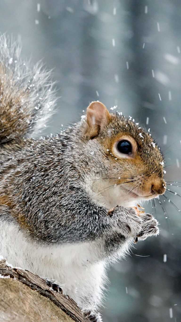 Squirrel Wallpaper - iXpap