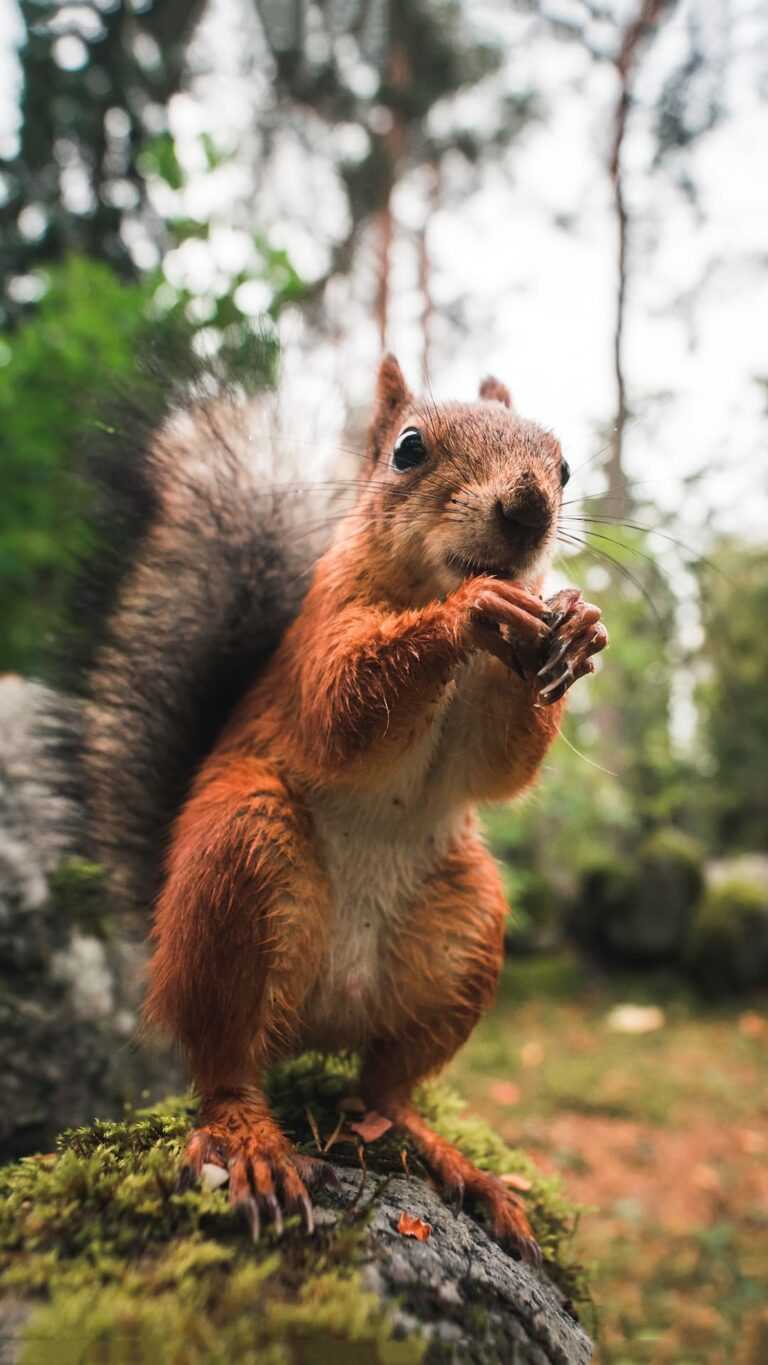 Squirrel Wallpaper - iXpap