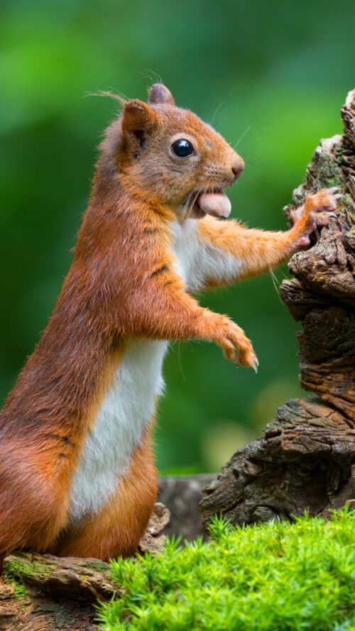 Squirrel Wallpaper - iXpap