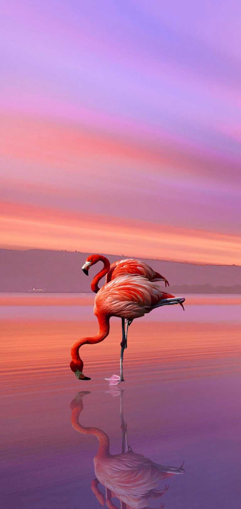 Flamingo Wallpaper - iXpap