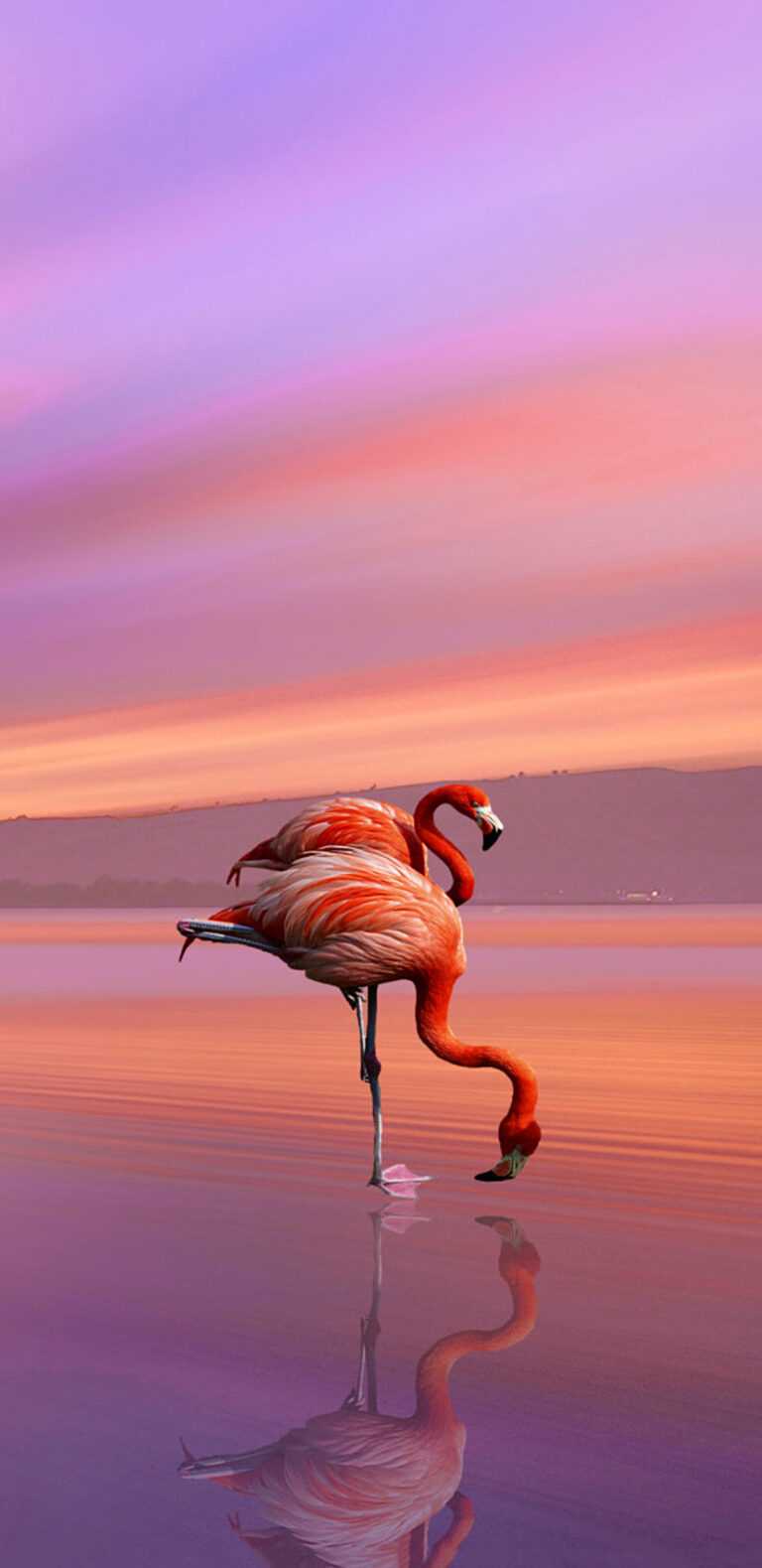 Flamingo Wallpaper - iXpap
