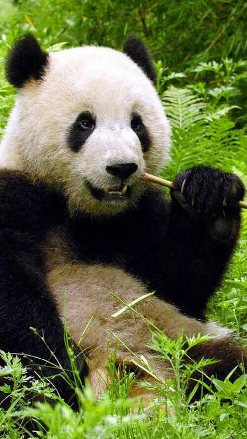 Giant Panda Wallpaper - iXpap