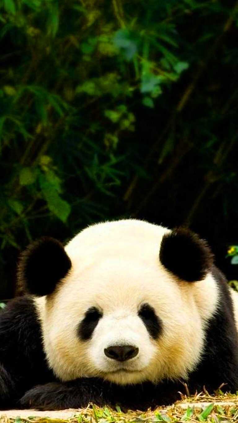 Giant Panda Wallpaper - iXpap