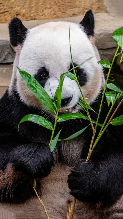 Giant Panda Wallpaper - iXpap