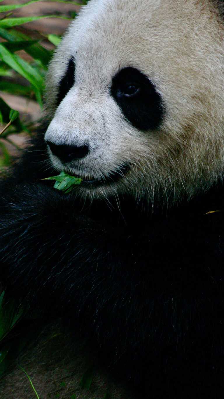 Giant Panda Wallpaper - iXpap