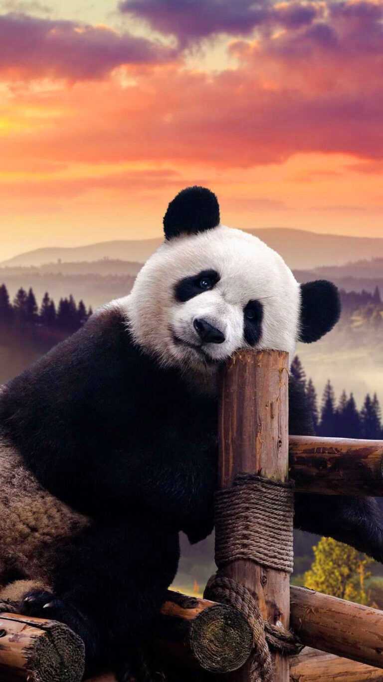 Giant Panda Wallpaper - iXpap