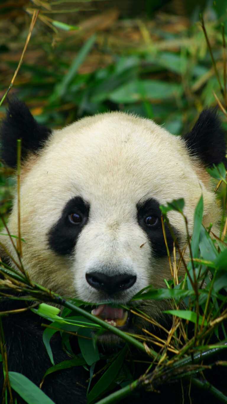 Giant Panda Wallpaper - iXpap