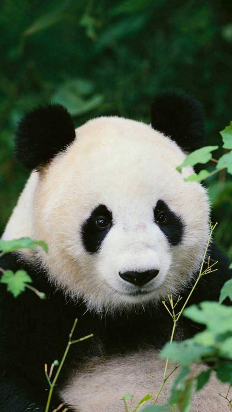 Giant Panda Wallpaper - iXpap