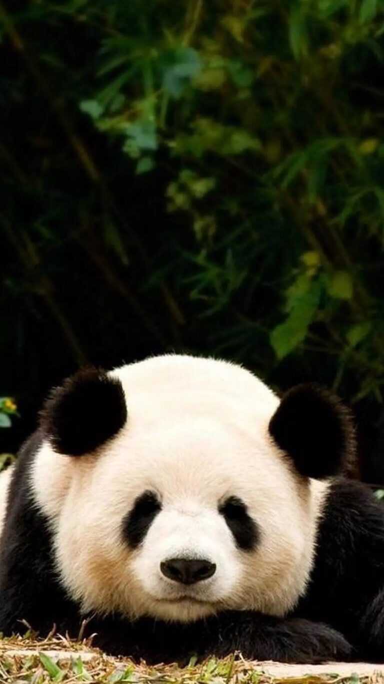 Giant Panda Wallpaper - iXpap