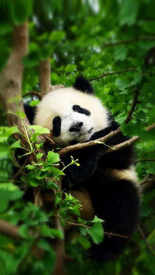 Giant Panda Wallpaper - iXpap