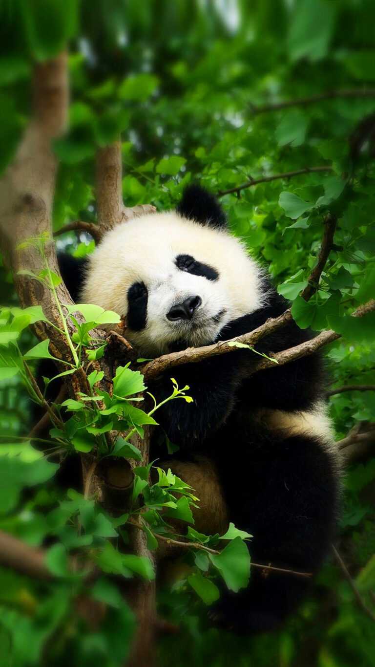 Giant Panda Wallpaper - iXpap