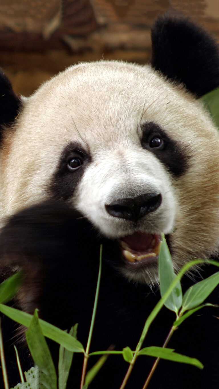 Giant Panda Wallpaper - iXpap