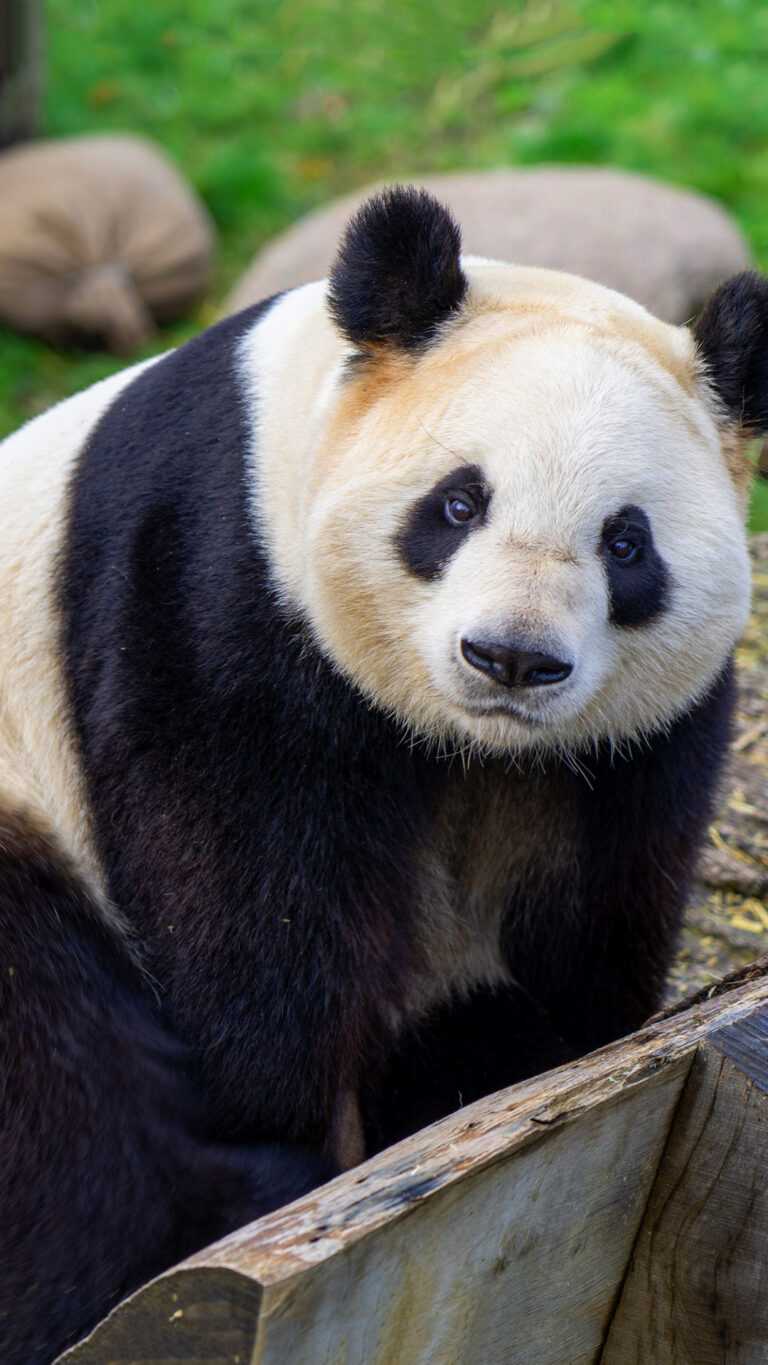 Giant Panda Wallpaper - iXpap
