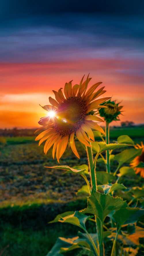 Top Rated Wallpapers - iXpap