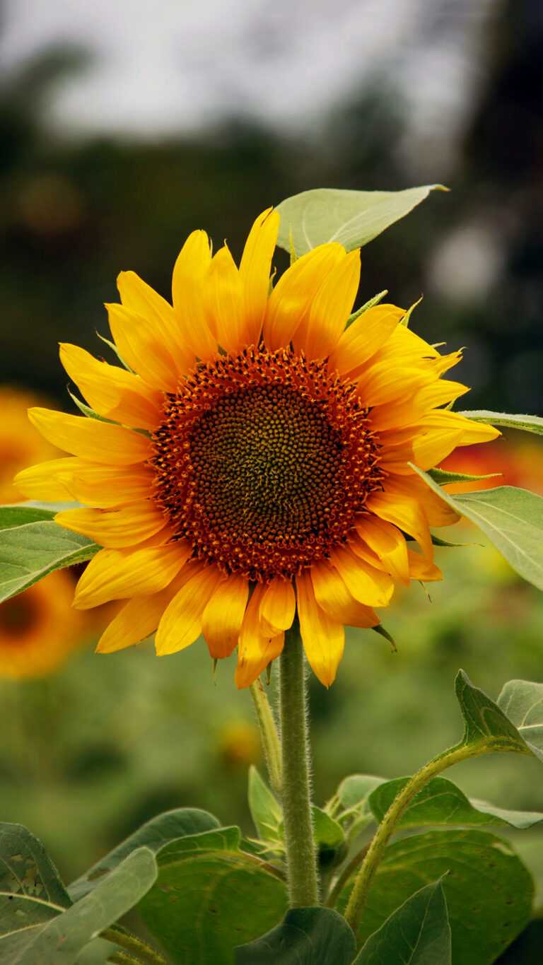 Sunflower Wallpaper - iXpap