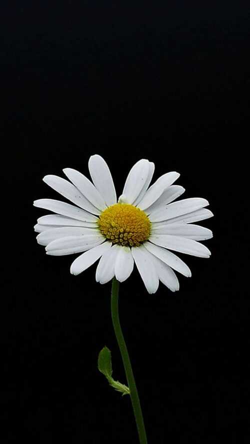 Daisy Wallpaper - iXpap