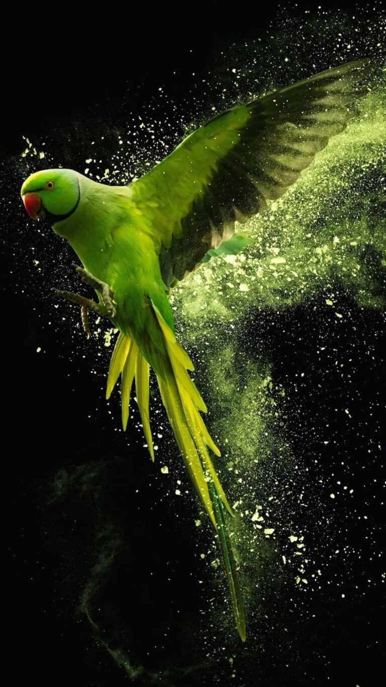 Parrot Wallpaper - iXpap