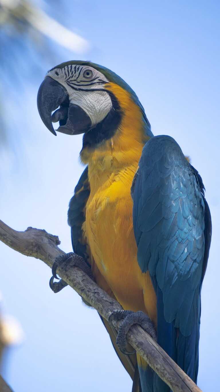 Parrot Wallpaper - iXpap