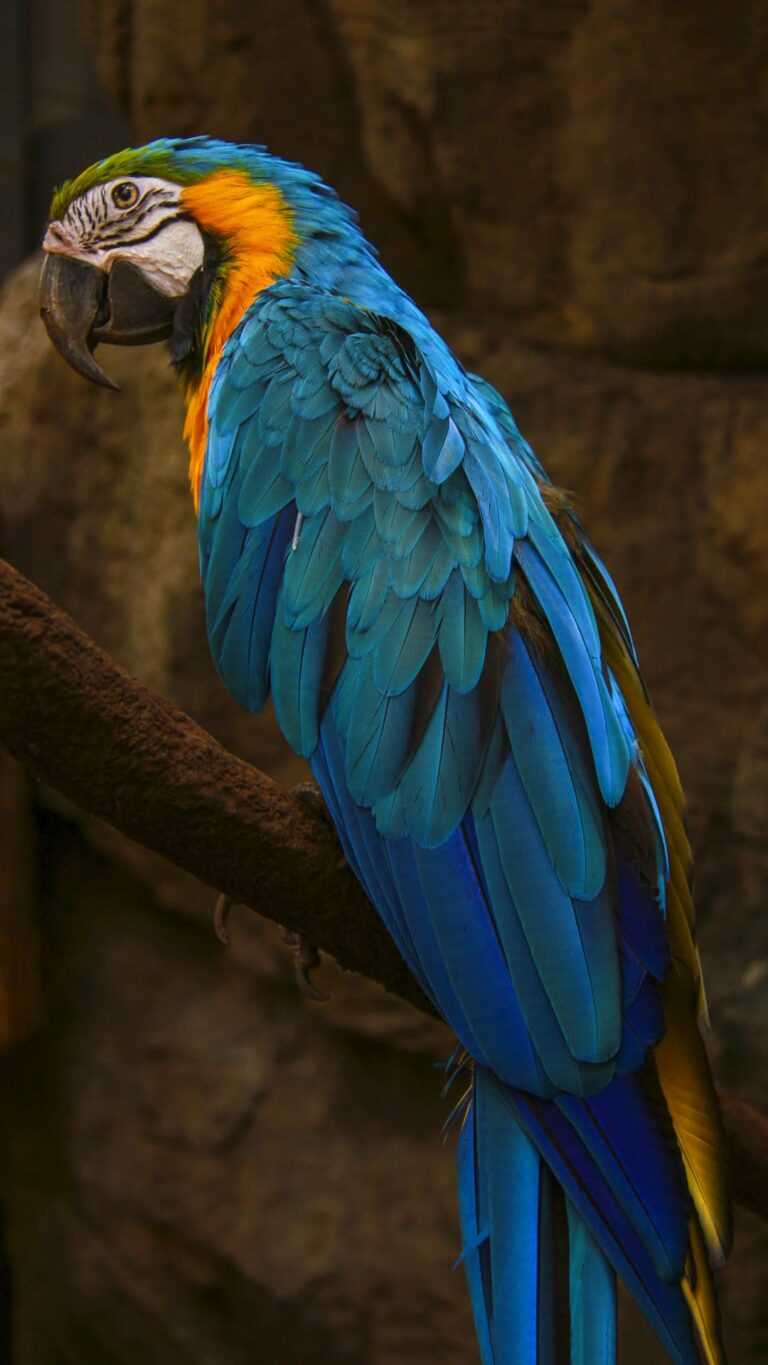 Parrot Wallpaper - iXpap