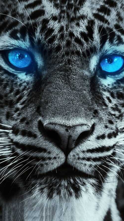 Blue Eyes Wallpaper - iXpap