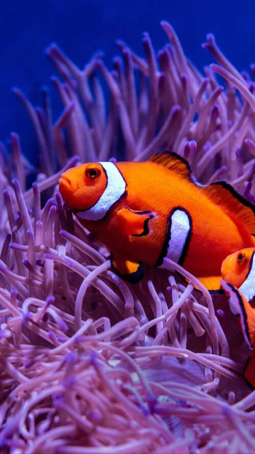 IPhone Clownfish Wallpaper - iXpap