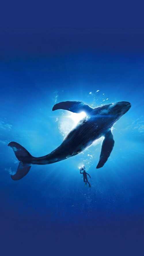 Orca Wallpaper - iXpap