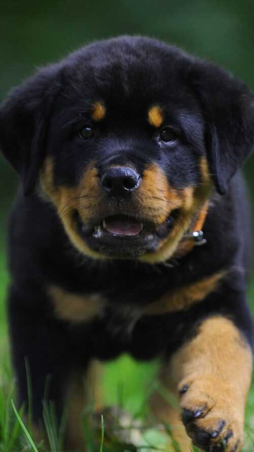 Rottweiler Wallpaper - iXpap