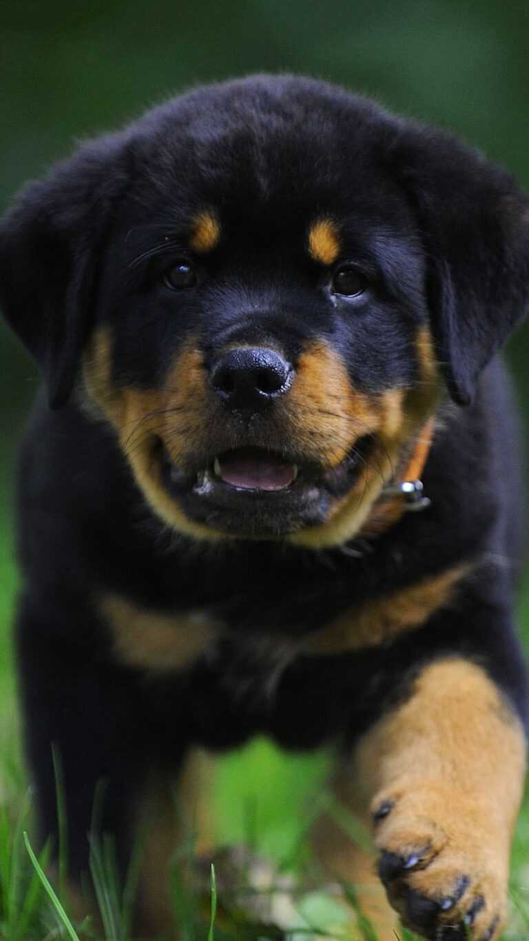 Rottweiler Wallpaper - iXpap