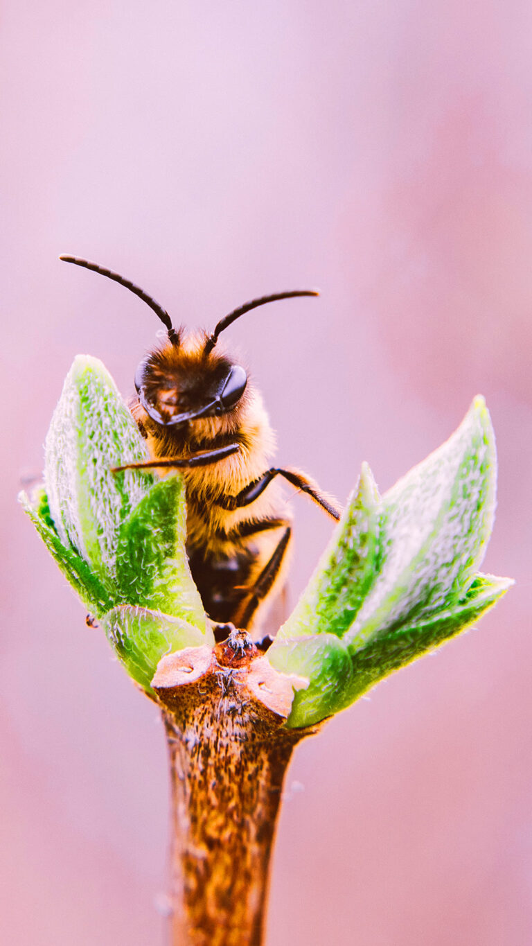 Bee Wallpaper - iXpap