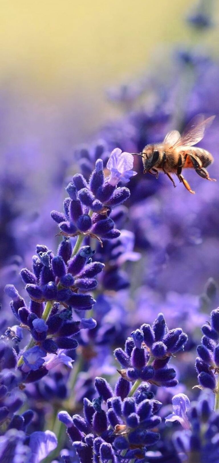 Bee Wallpapers - iXpap