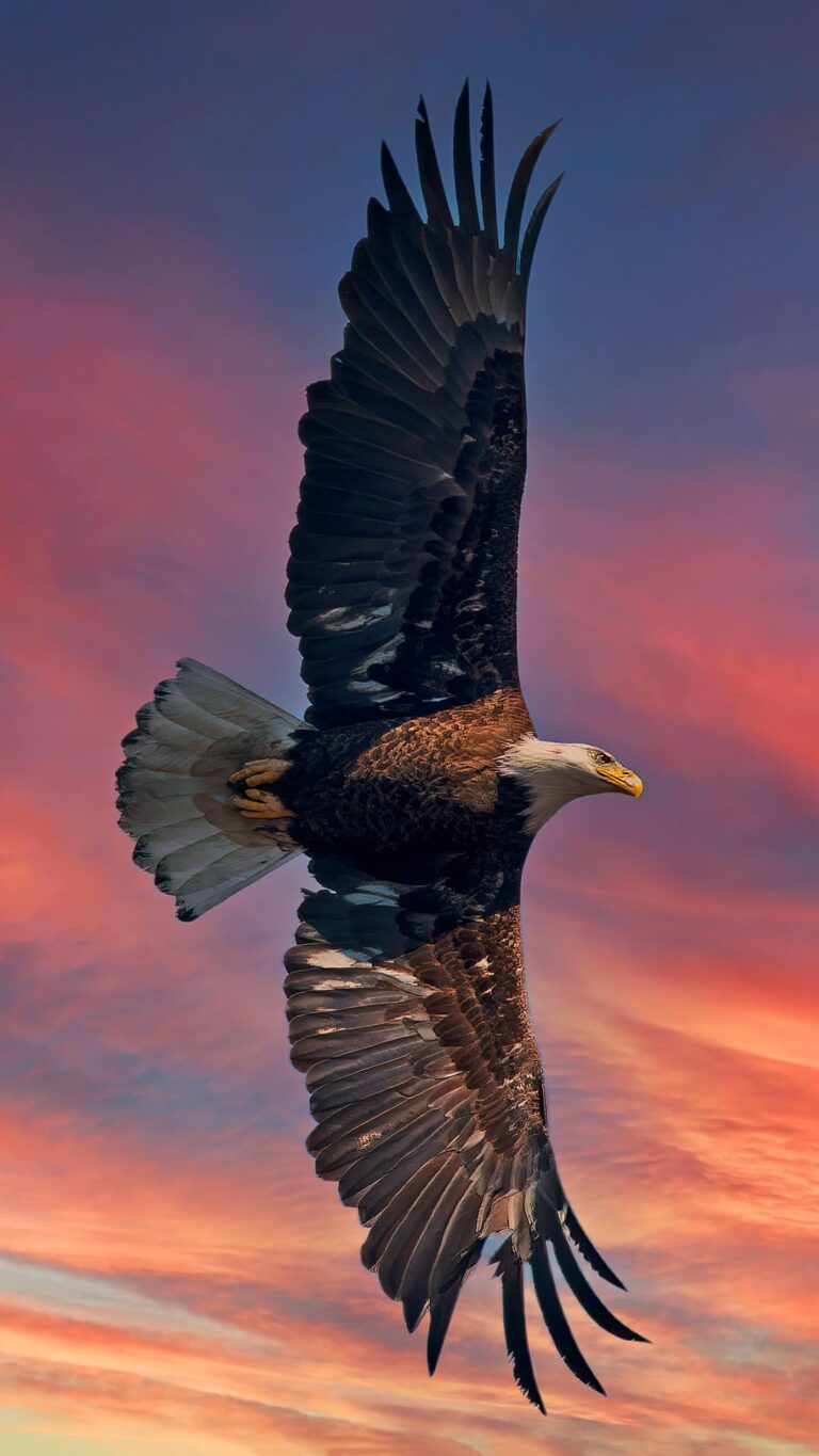 Eagle Wallpaper - iXpap