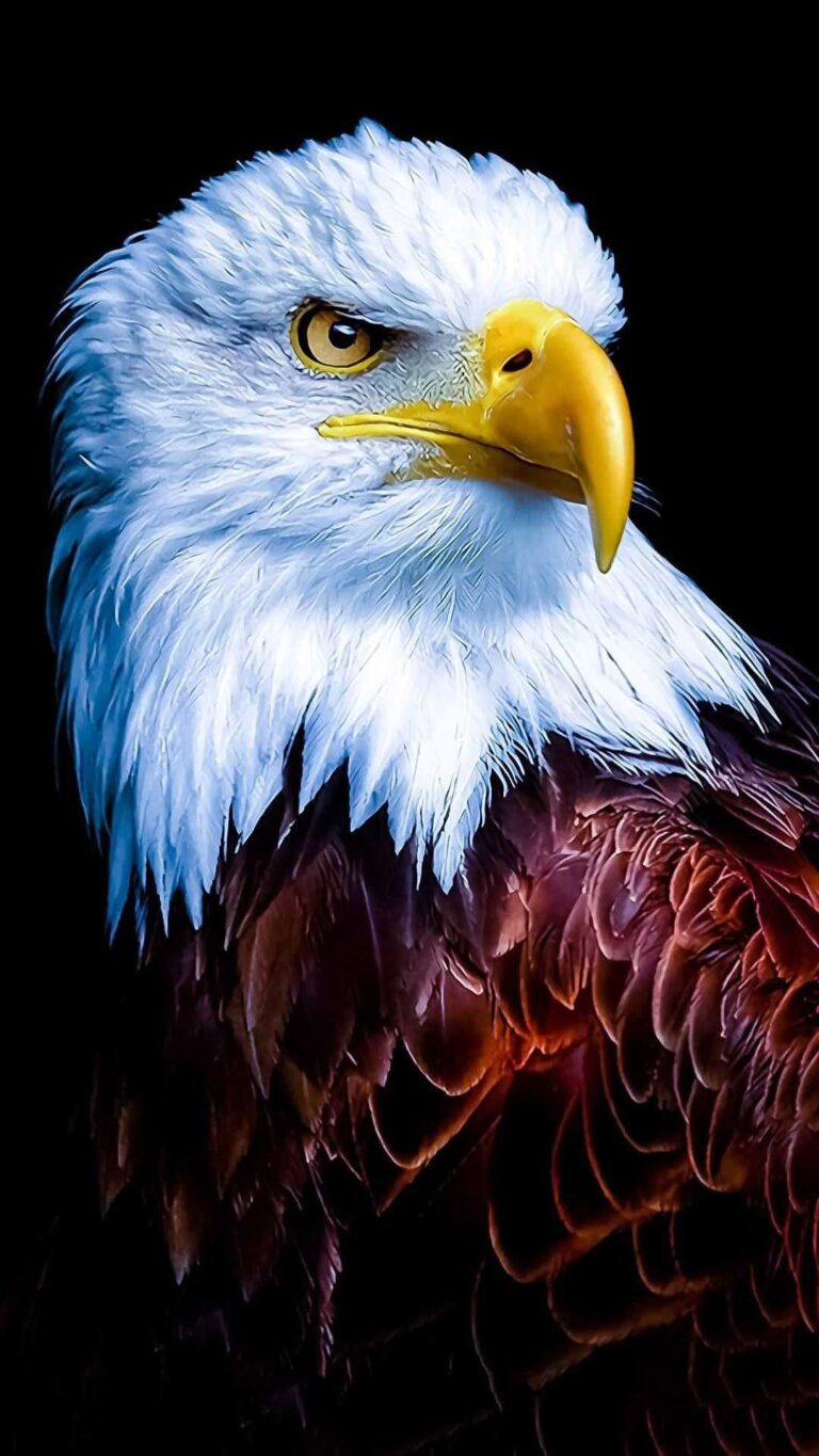 Eagle Wallpaper - iXpap