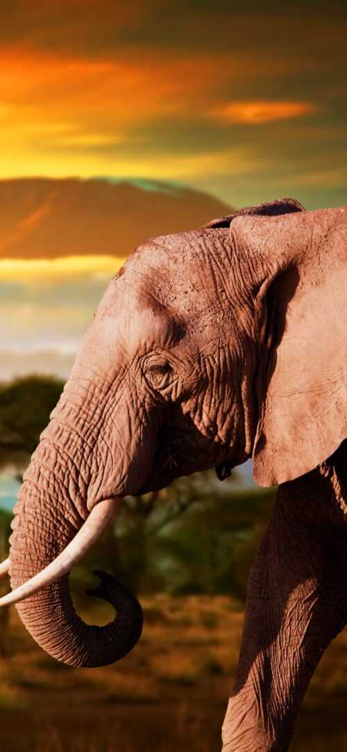 Elephant Wallpaper - iXpap