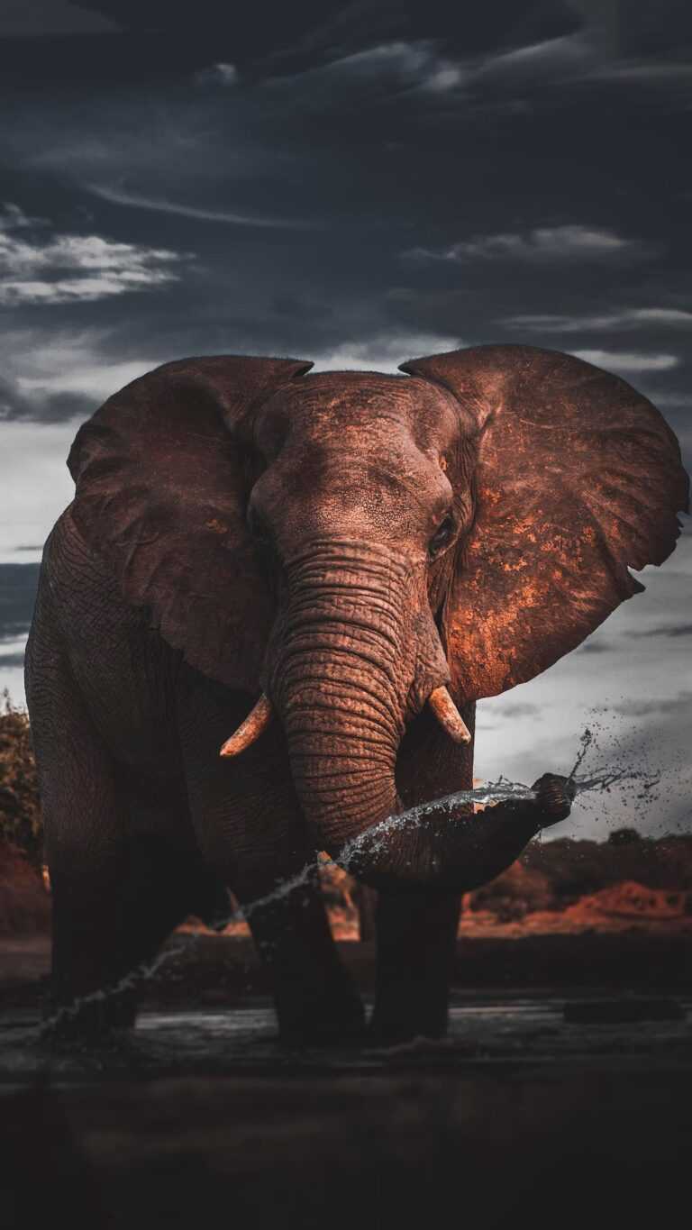 Elephant Wallpaper - iXpap